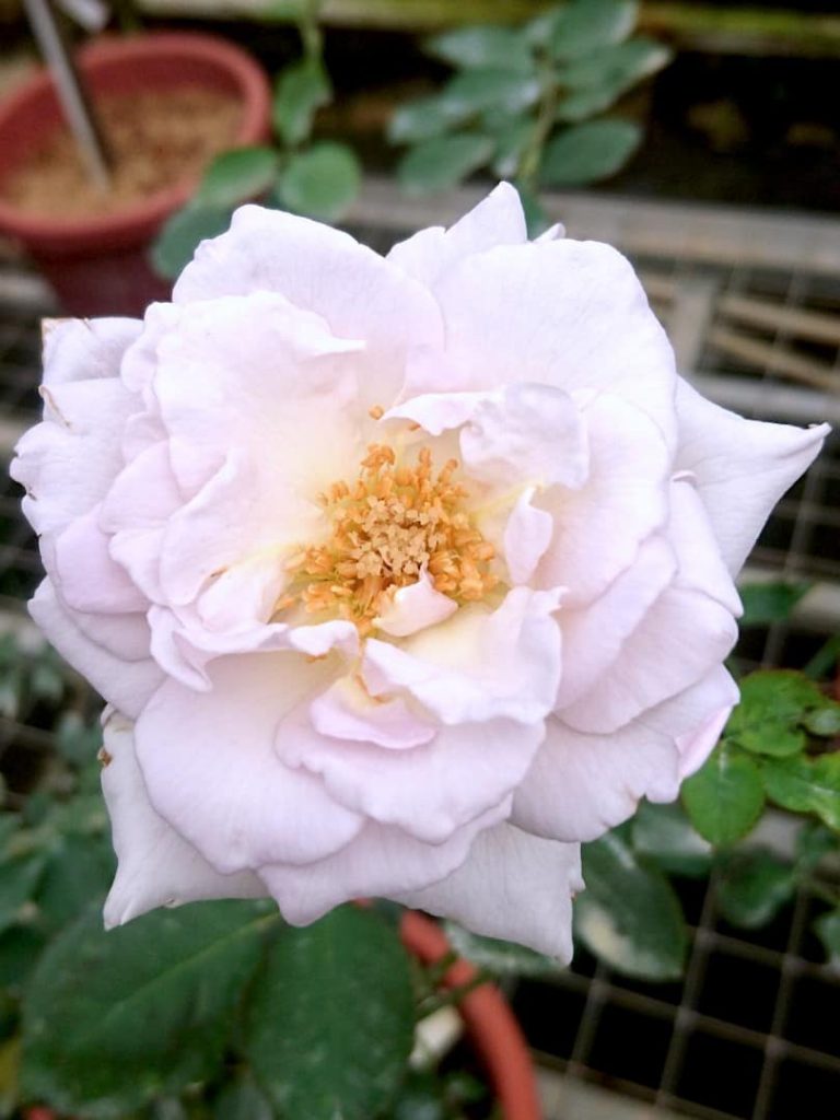 'Saphiret' Rose » Rose Plants • Teo Joo Guan