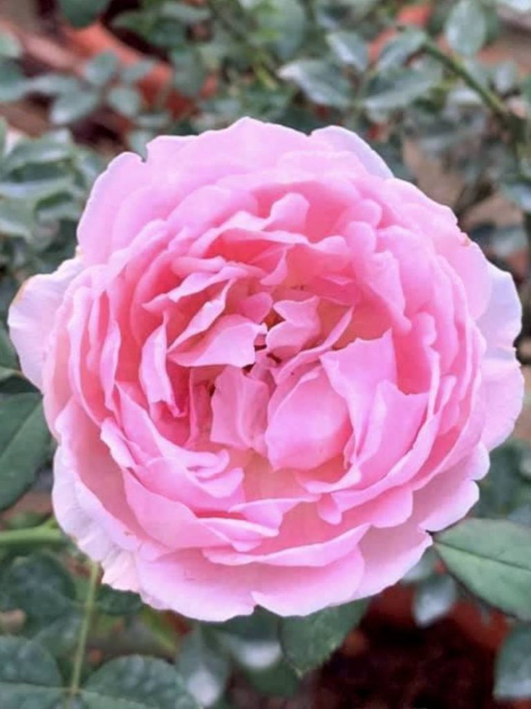 'Sucre' Rose » Rose Plants • Teo Joo Guan Horticulture