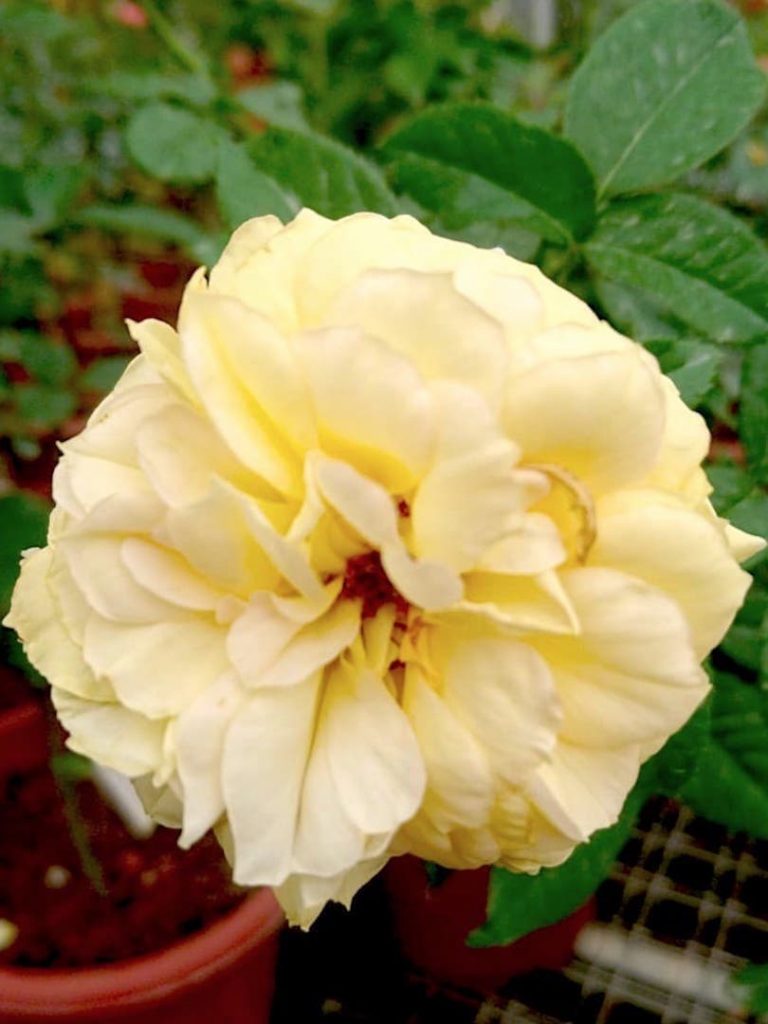 'Summertime' Rose » Rose Plants • Teo Joo Guan Horticulture