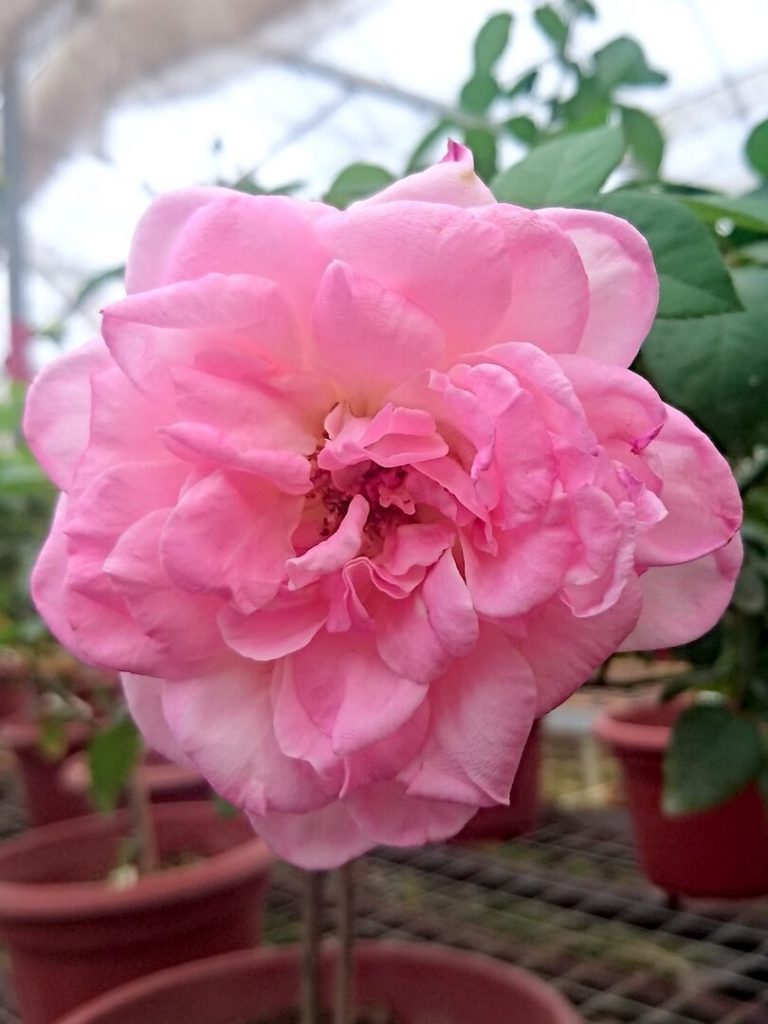 'Beverly' Rose » Rose Plants • Teo Joo Guan Horticulture