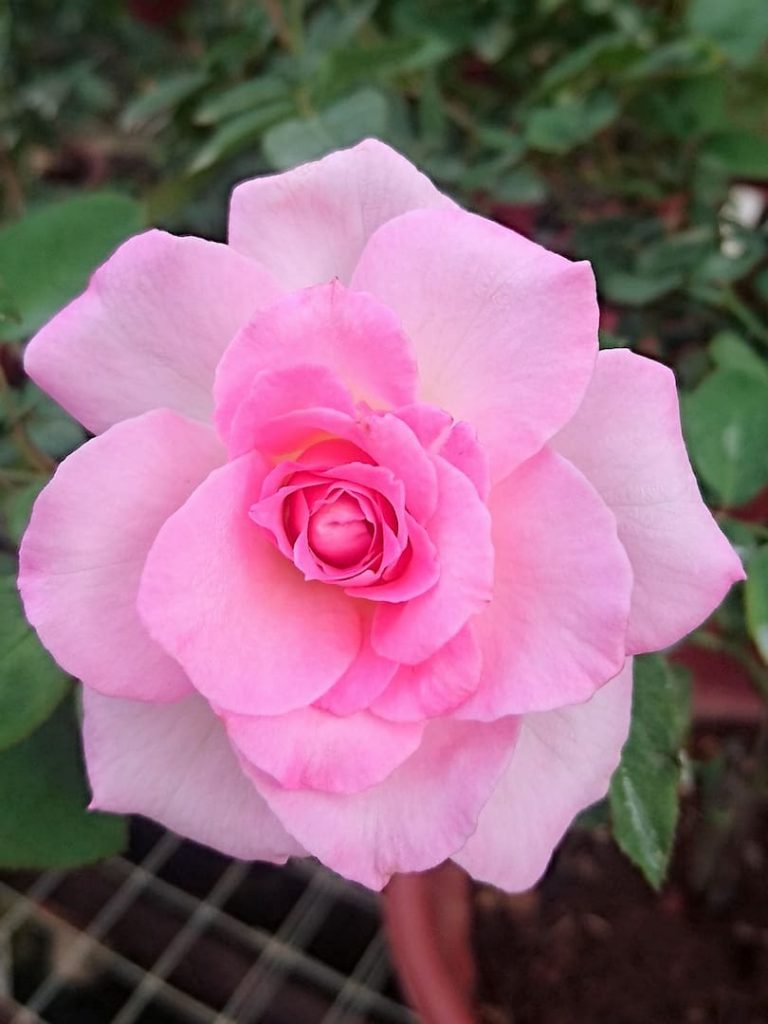 'Beverly' Rose » Rose Plants • Teo Joo Guan Horticulture