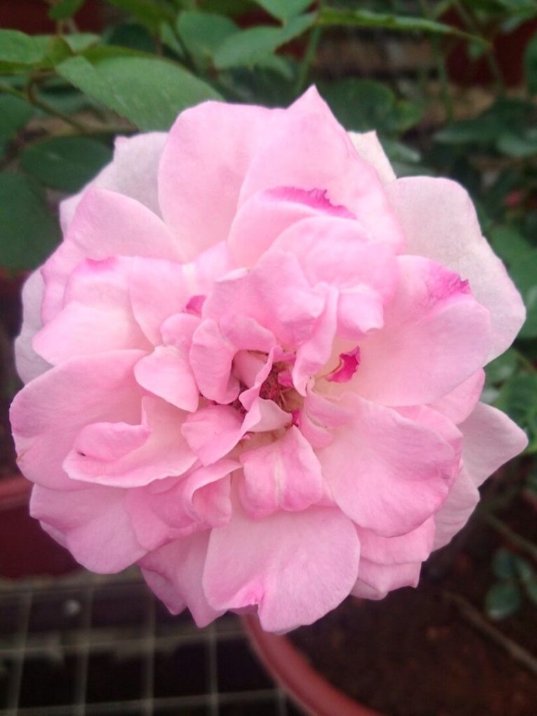 'Beverly' Rose » Rose Plants • Teo Joo Guan Horticulture