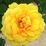 'Imp' Rose » Rose Plants • Teo Joo Guan Horticulture