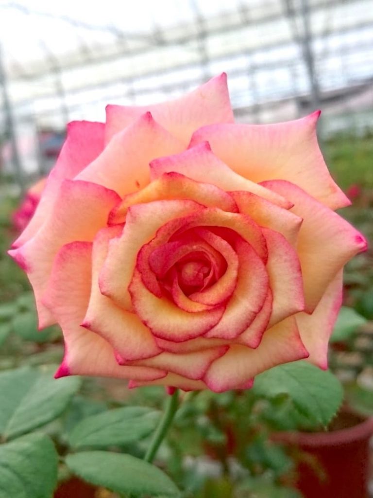 'Dream Come True' Rose » Rose Plants • Teo Joo Guan