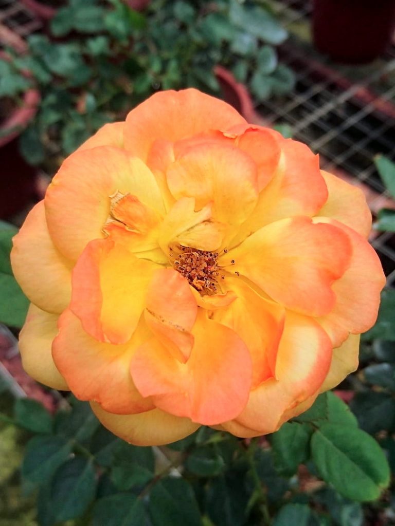 'Good as Gold' Rose » Rose Plants • Teo Joo Guan