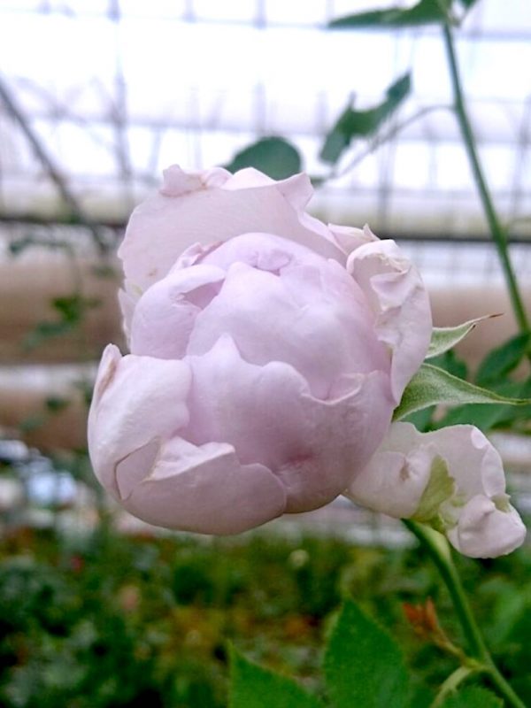 ‘Lucifer’ Rose – Teo Joo Guan