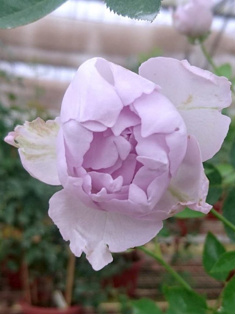 ‘Lucifer’ Rose – Teo Joo Guan