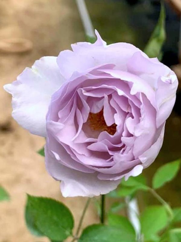 ‘Lucifer’ Rose – Teo Joo Guan
