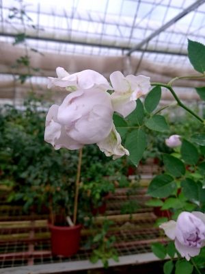 ‘Lucifer’ Rose – Teo Joo Guan