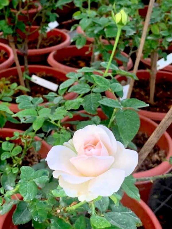 ‘Moko Moko’ Rose – Teo Joo Guan