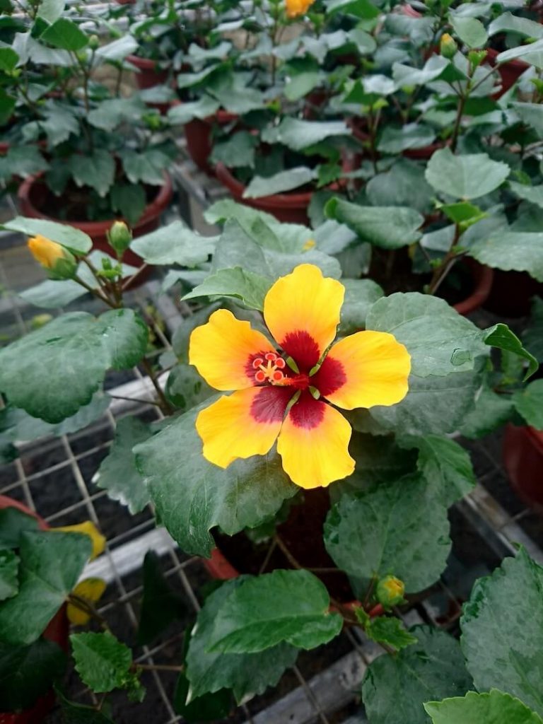 HibisQs® Petit Sunrise Hibiscus » Flowering Plants • TJG