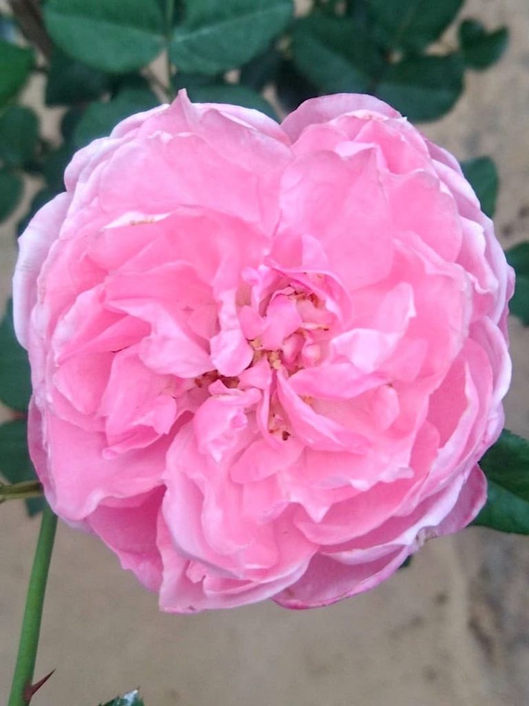 'Plume' Rose » Rose Plants • Teo Joo Guan Horticulture