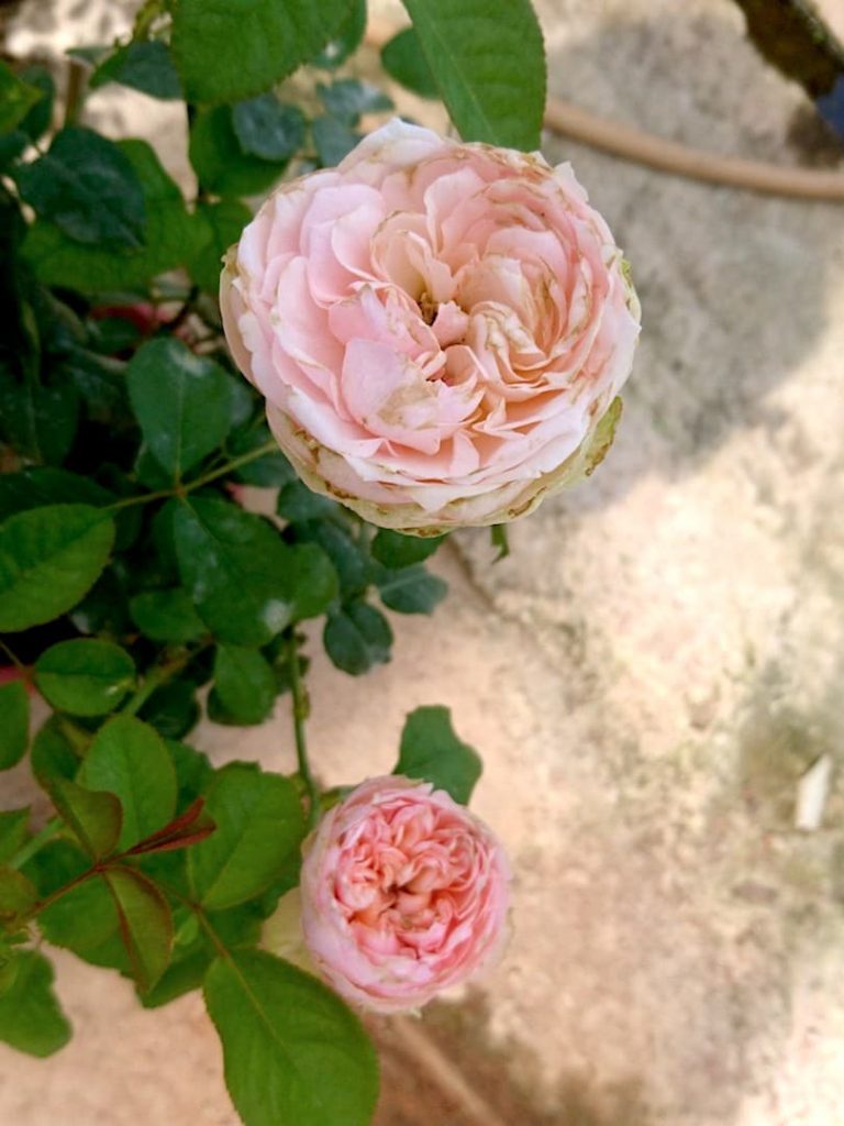 ‘Pride of Jane’ Rose – Teo Joo Guan