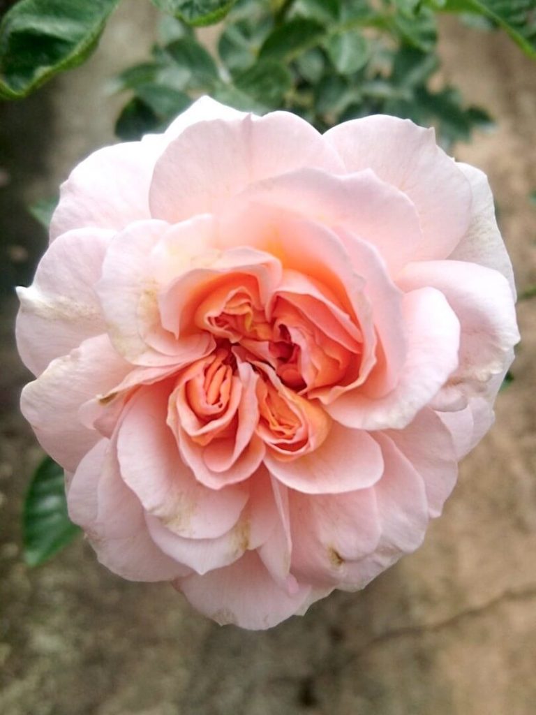 'Psyche' Rose » Rose Plants • Teo Joo Guan Horticulture