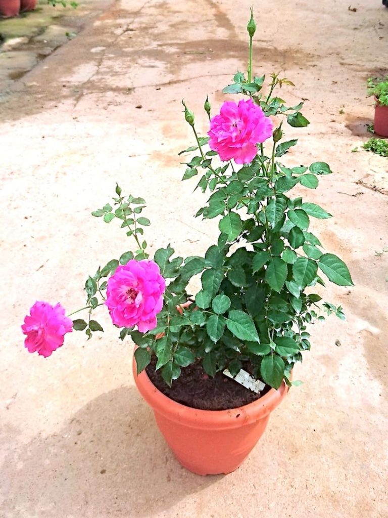 ‘Scheherazade’ Rose【天方夜谭】 – Teo Joo Guan