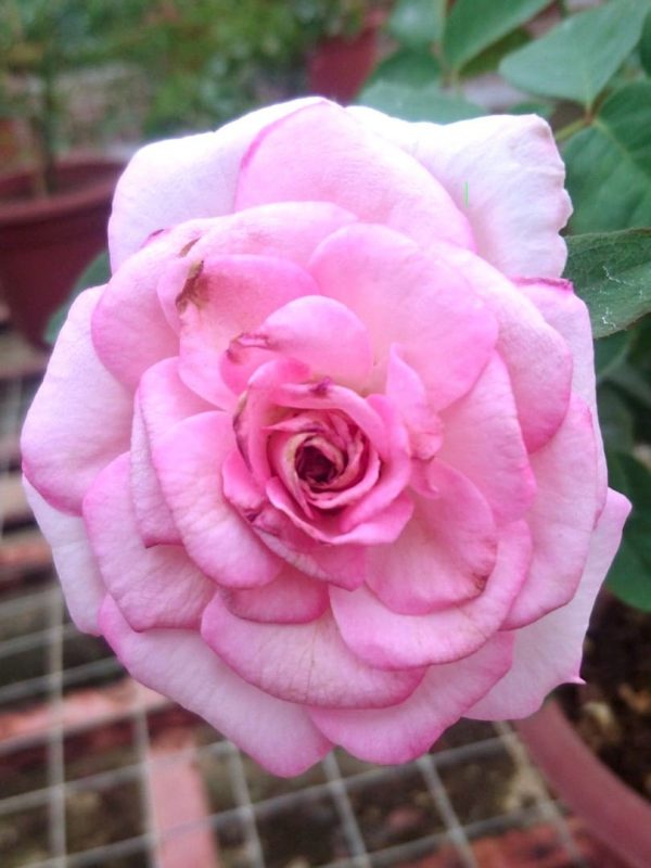 'Beverly' Rose » Rose Plants • Teo Joo Guan Horticulture
