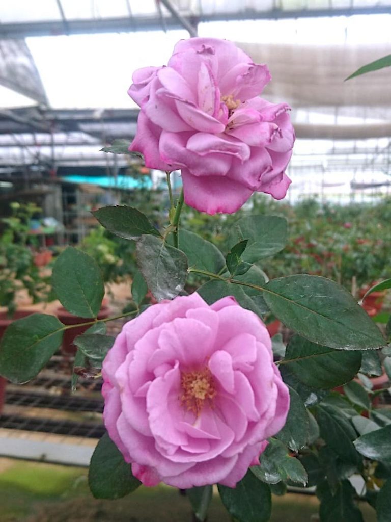 'Blue River' Rose » Rose Plants • Teo Joo Guan