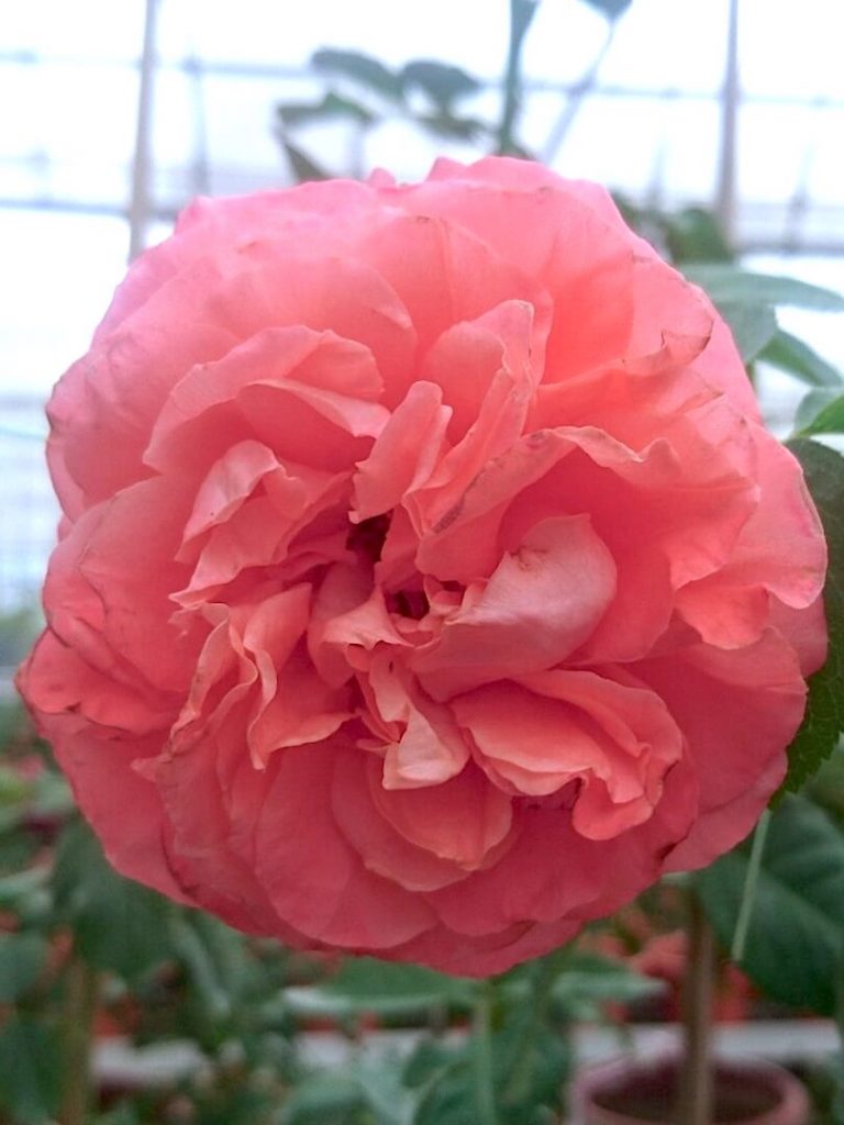 'Emilien Guillot' Rose » Rose Plants • Teo Joo Guan