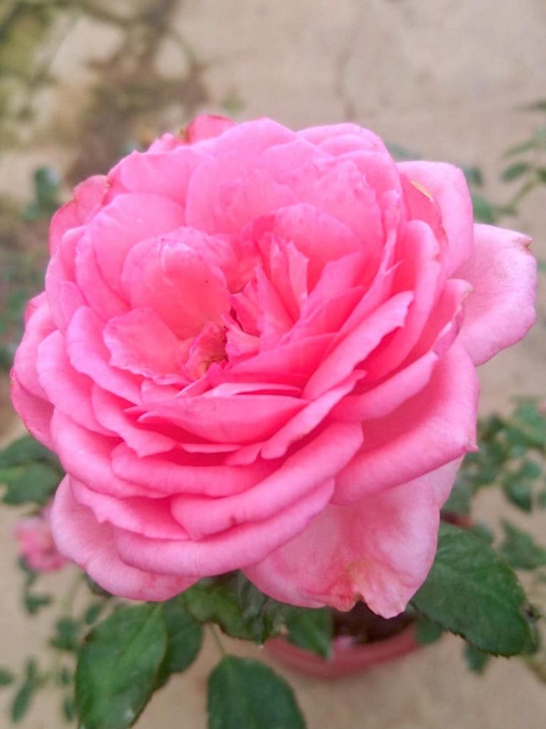 ‘La Rose de Molinard’ Rose – Teo Joo Guan