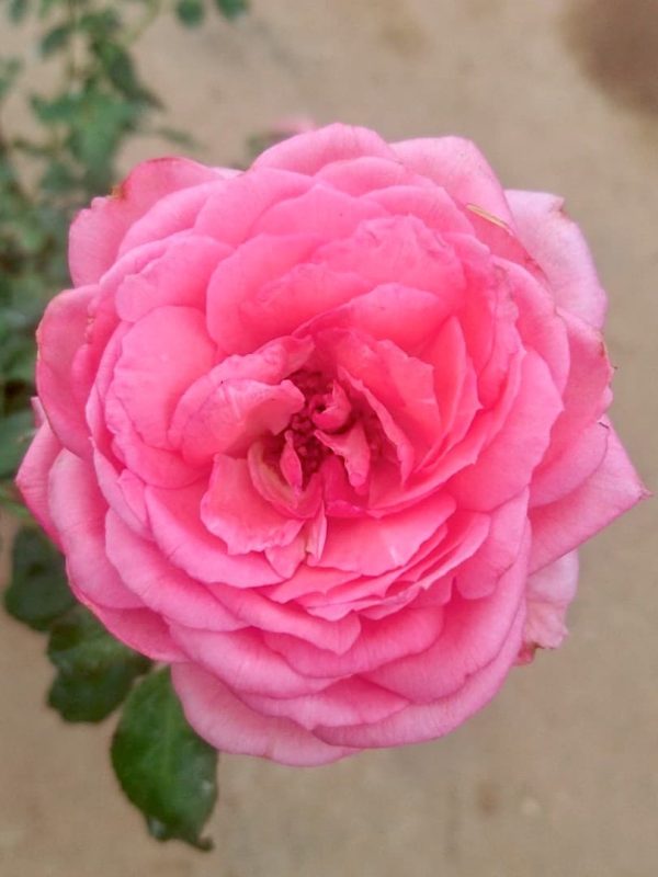 ‘La Rose de Molinard’ Rose – Teo Joo Guan