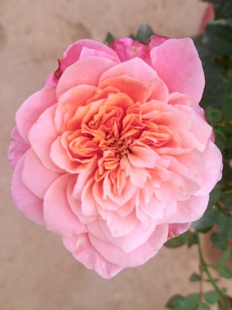 ‘Miyabi’ Rose – Teo Joo Guan