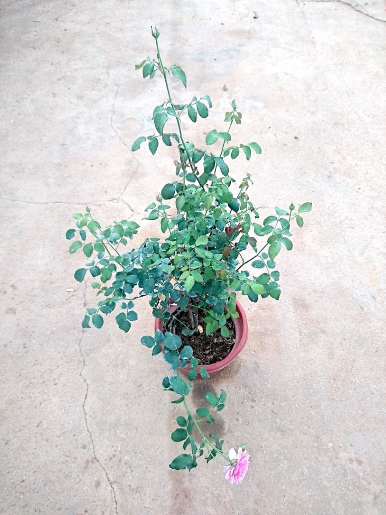 'Pretty Jessica' Rose » Rose Plants • Teo Joo Guan