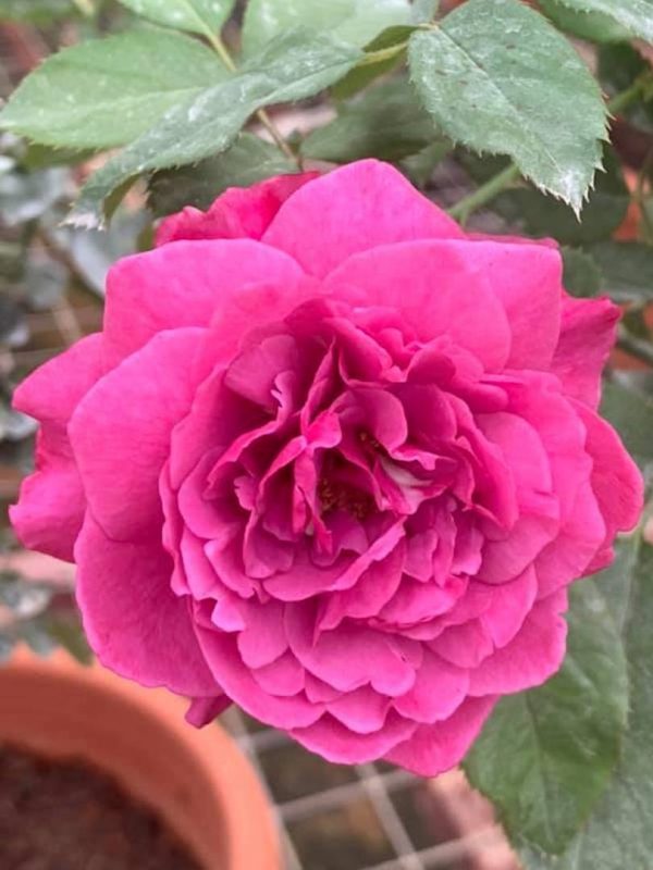 'Small Red Plum Juice' Rose » Rose Plants • Teo Joo Guan