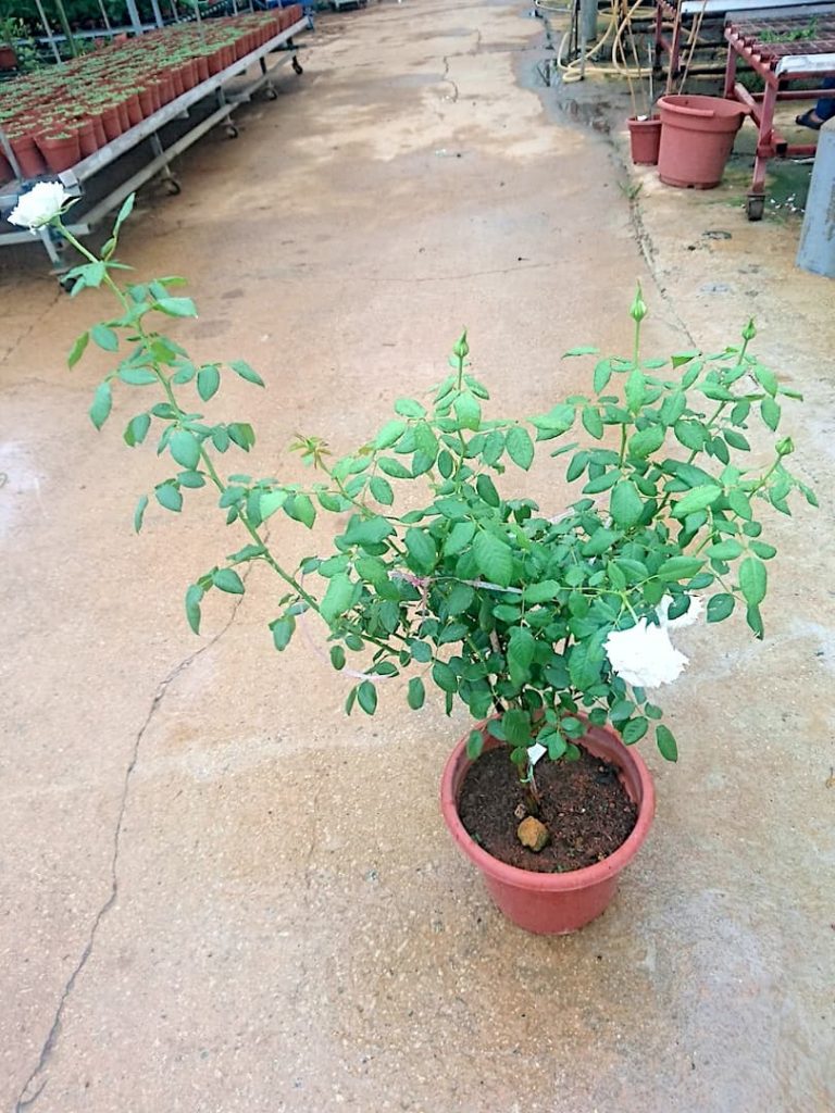 'Maria Shriver' Rose » Rose Plants • Teo Joo Guan