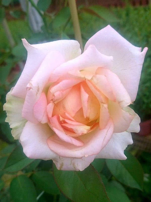 ‘My Girl’ Rose – Teo Joo Guan