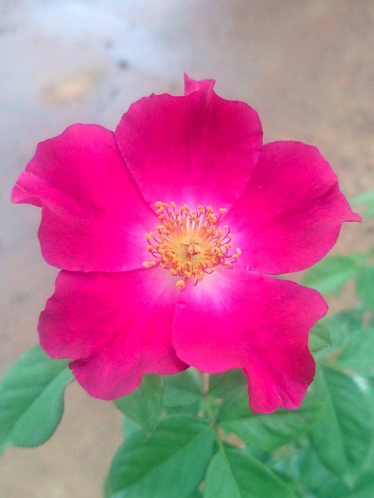 'Night Owl' Rose » Rose Plants • Teo Joo Guan Horticulture