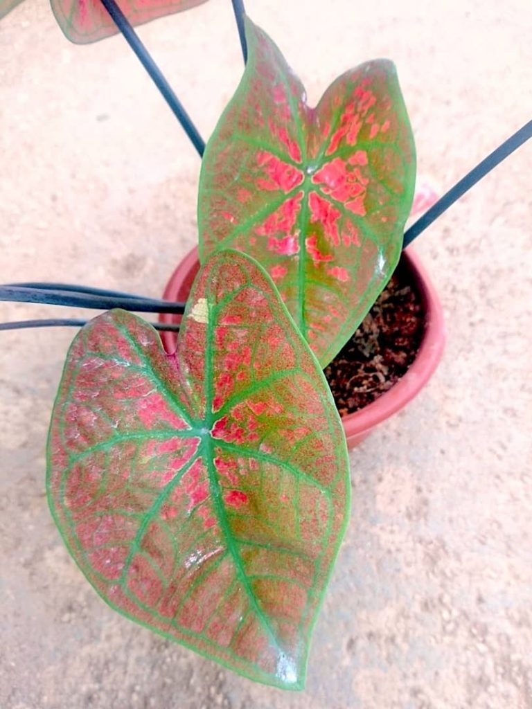 Caladium 'Debutante' » Exotic Foliage • Teo Joo Guan