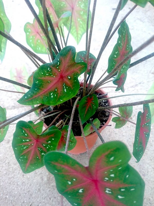 Caladium 'Red Star' » Exotic Foliage • Teo Joo Guan