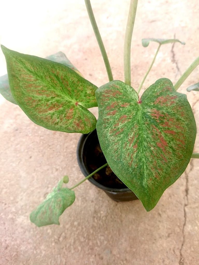 Caladium 'Red Star' » Exotic Foliage • Teo Joo Guan