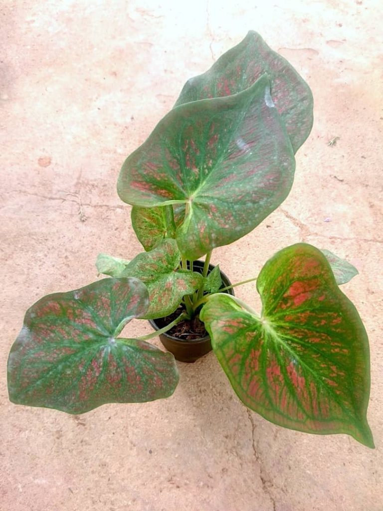 Caladium 'Debutante' » Exotic Foliage • Teo Joo Guan