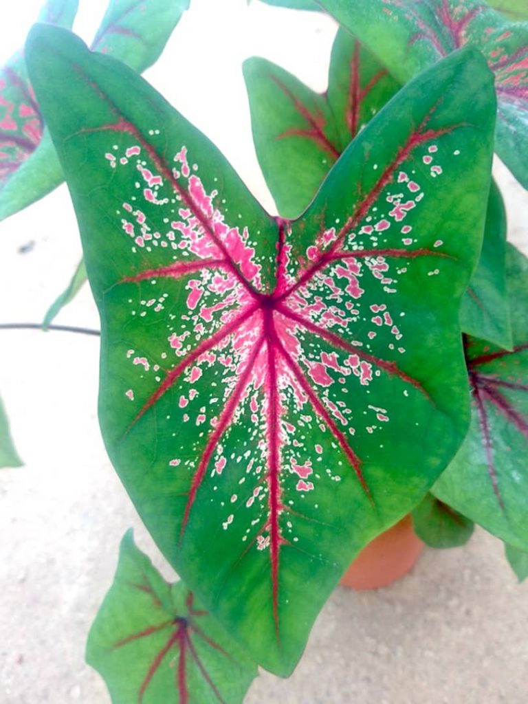 Caladium 'Red Star' » Exotic Foliage • Teo Joo Guan