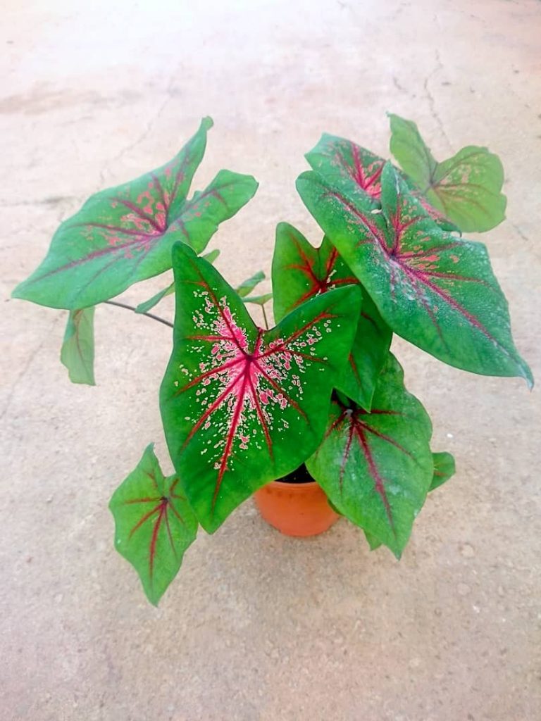 Caladium 'Red Star' » Exotic Foliage • Teo Joo Guan