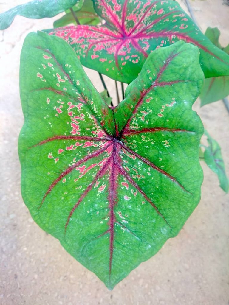 Caladium 'Debutante' » Exotic Foliage • Teo Joo Guan