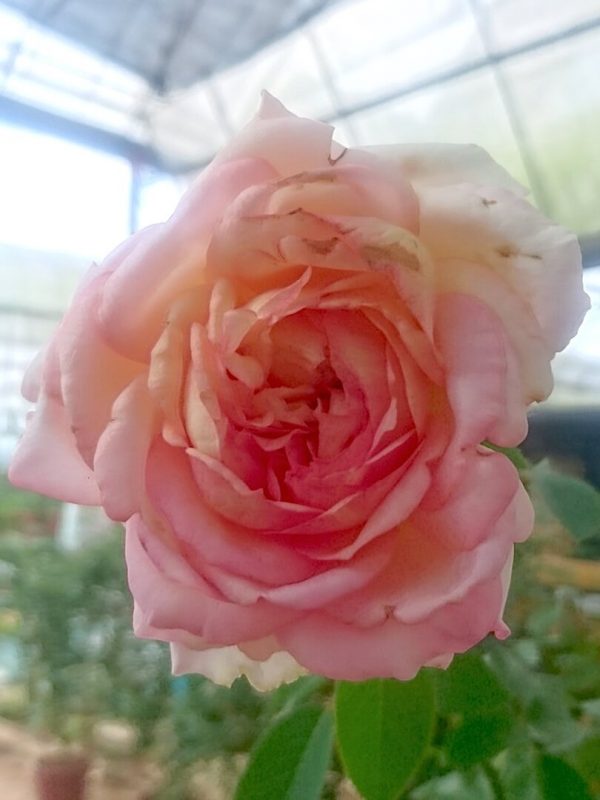 'My Girl' Rose » Rose Plants • Teo Joo Guan Horticulture