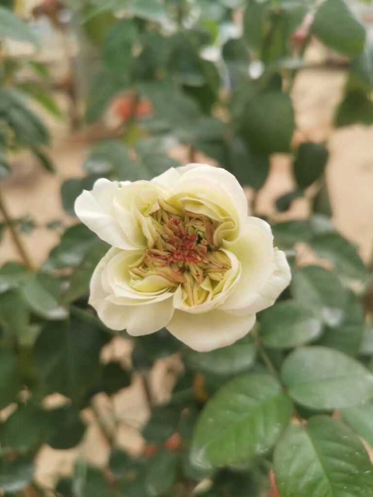 'Ariadne' Rose » Rose Plants • Teo Joo Guan