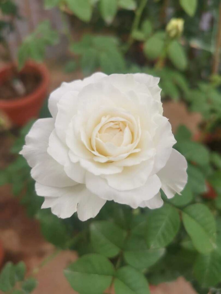 'Princess Miyuki' Rose 【美雪公主】 » Rose Plants • Teo Joo Guan