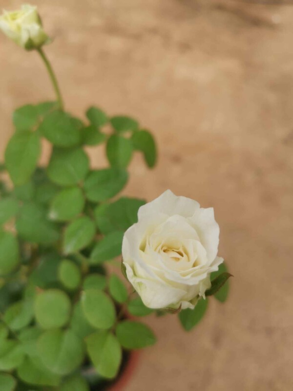 'Princess Miyuki' Rose 【美雪公主】 » Rose Plants • Teo Joo Guan