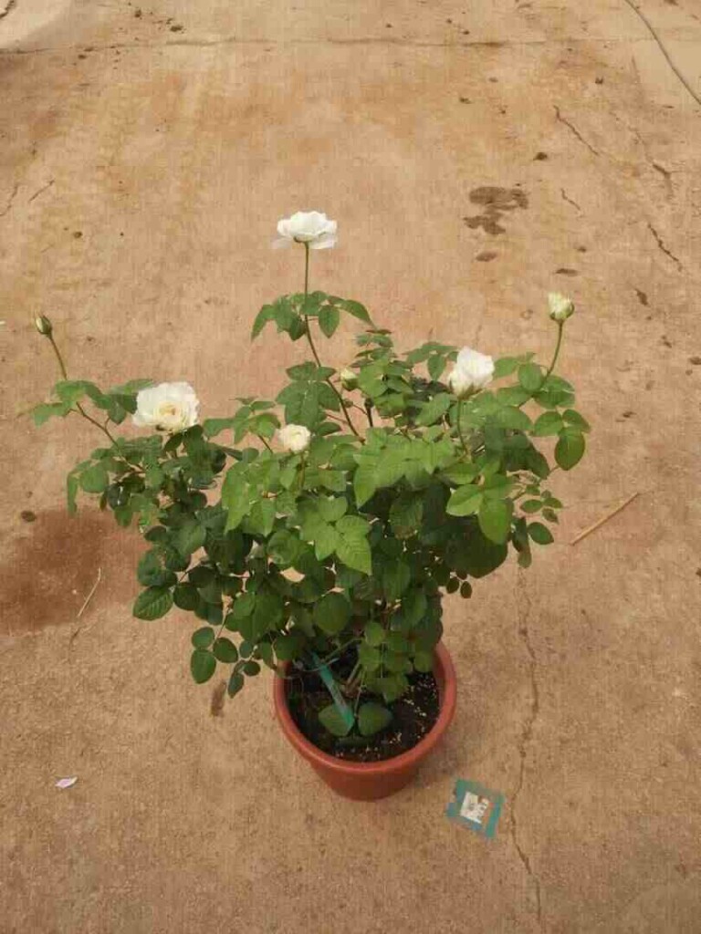 'Princess Miyuki' Rose 【美雪公主】 » Rose Plants • Teo Joo Guan