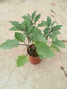 Jujube Plant (Ziziphus Jujuba) • Teo Joo Guan Horticulture