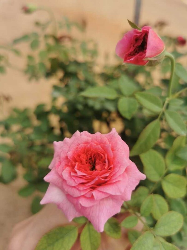 ‘Gabriel Oak’ Rose – Teo Joo Guan