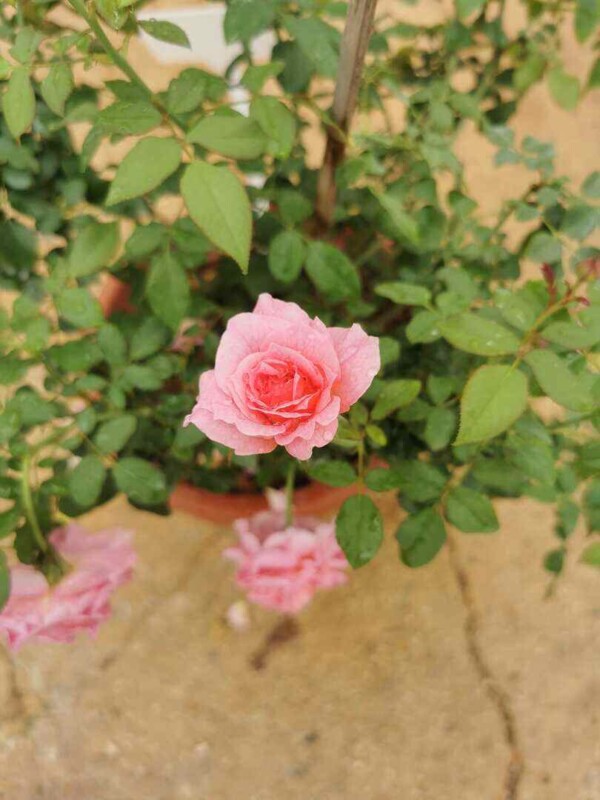 ‘Gabriel Oak’ Rose – Teo Joo Guan