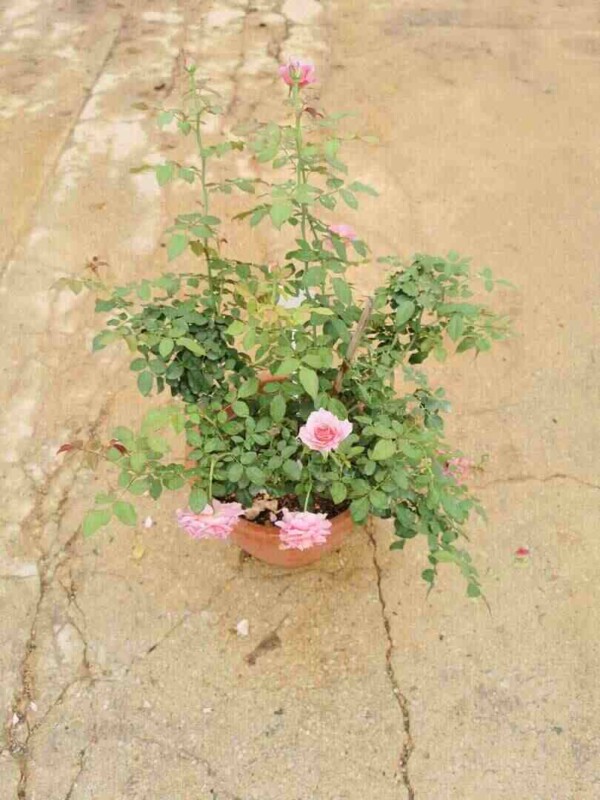 ‘Gabriel Oak’ Rose – Teo Joo Guan