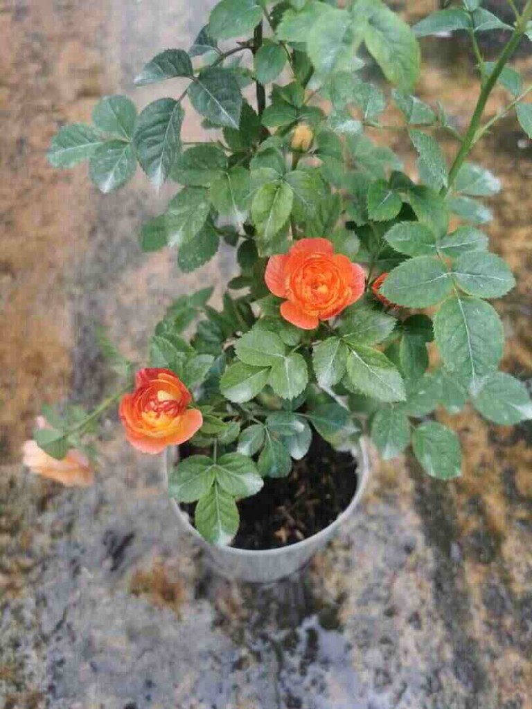 'Juicy Splash Terrazza' Rose (果汁飞溅) » Rose Plants • Teo Joo Guan