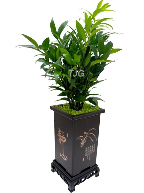 Podocarpus Nagi 【竹柏】 » Foliage • Teo Joo Guan