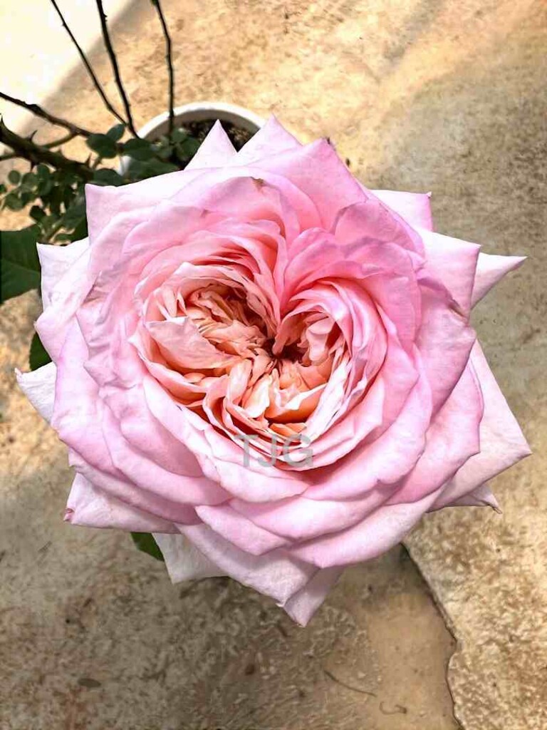 'Imp' Rose » Rose Plants • Teo Joo Guan Horticulture