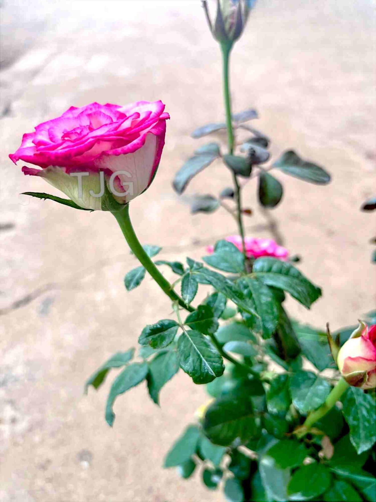 ‘Monroe’ Rose【梦露】 – Teo Joo Guan